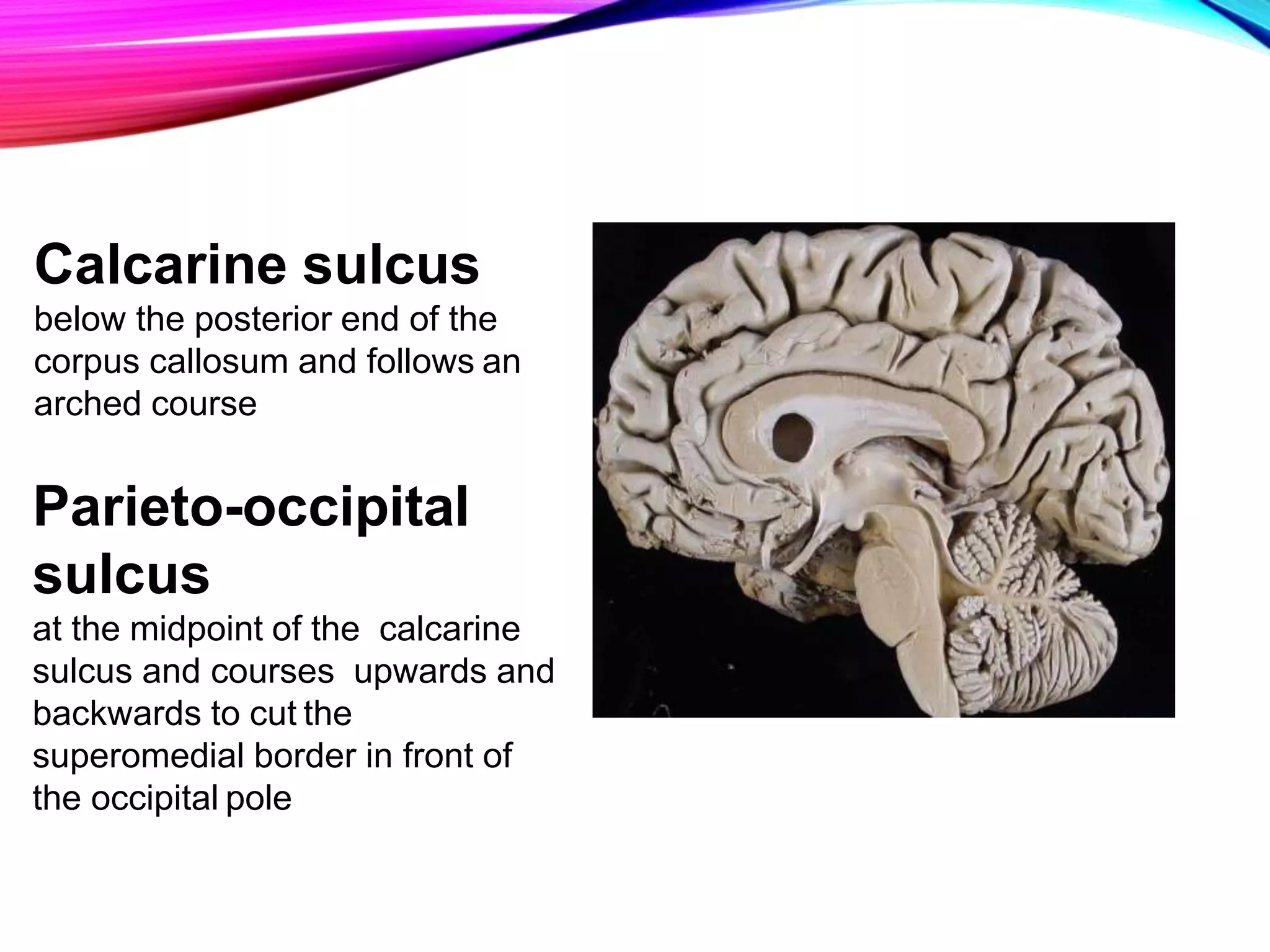 Gyri and Sulci of cerebrum | PPTX