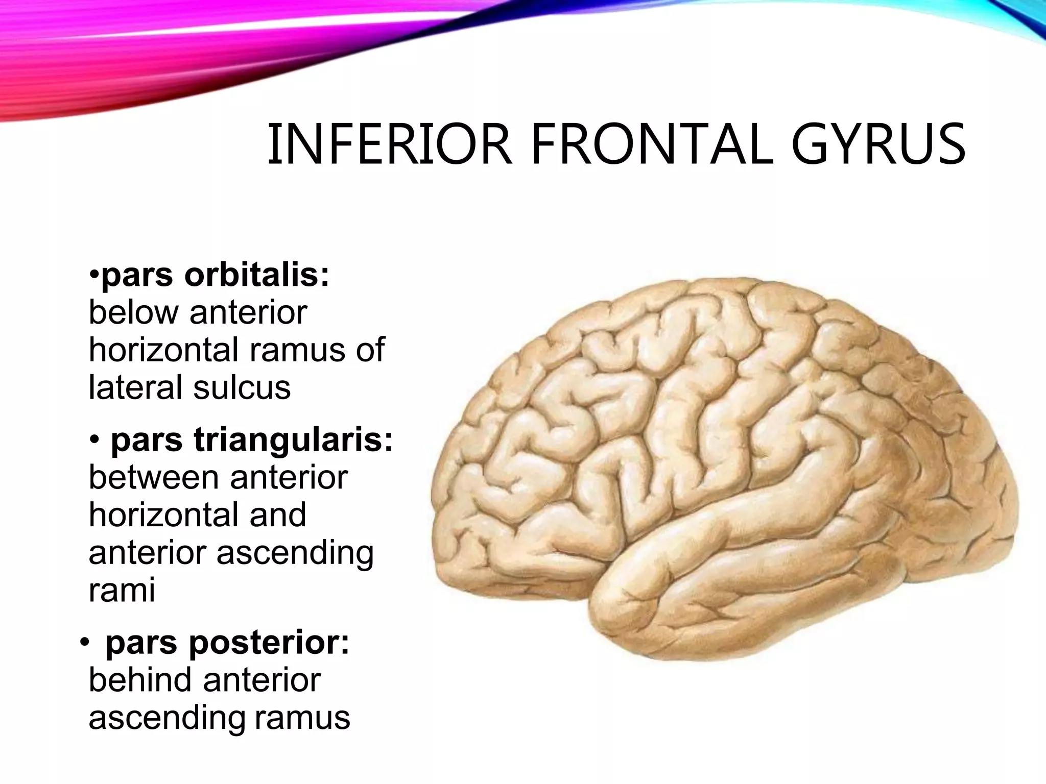 Gyri and Sulci of cerebrum | PPTX