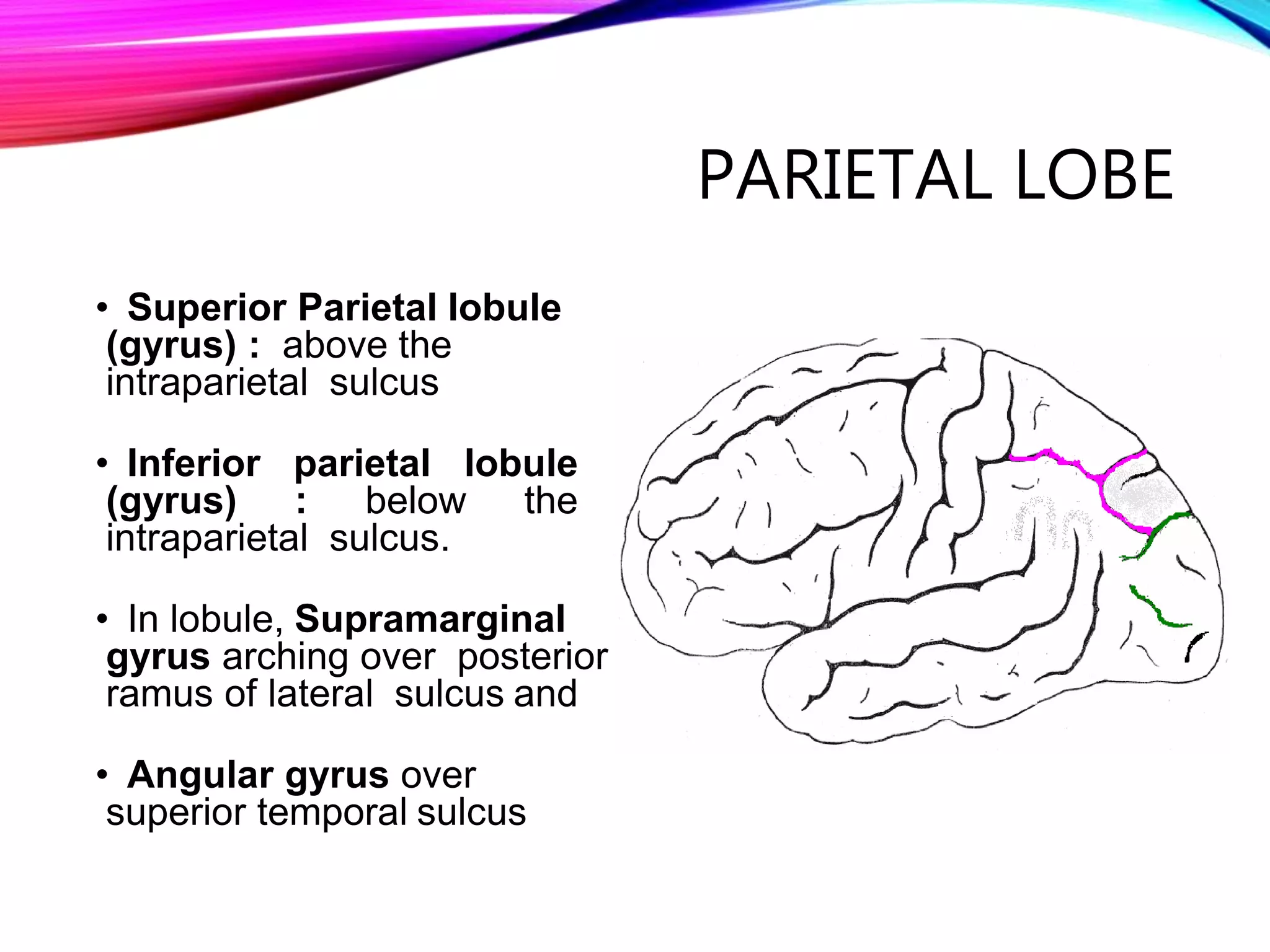Gyri and Sulci of cerebrum | PPTX