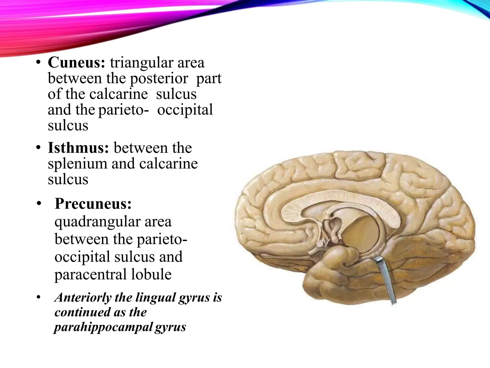Gyri and Sulci of cerebrum | PPTX