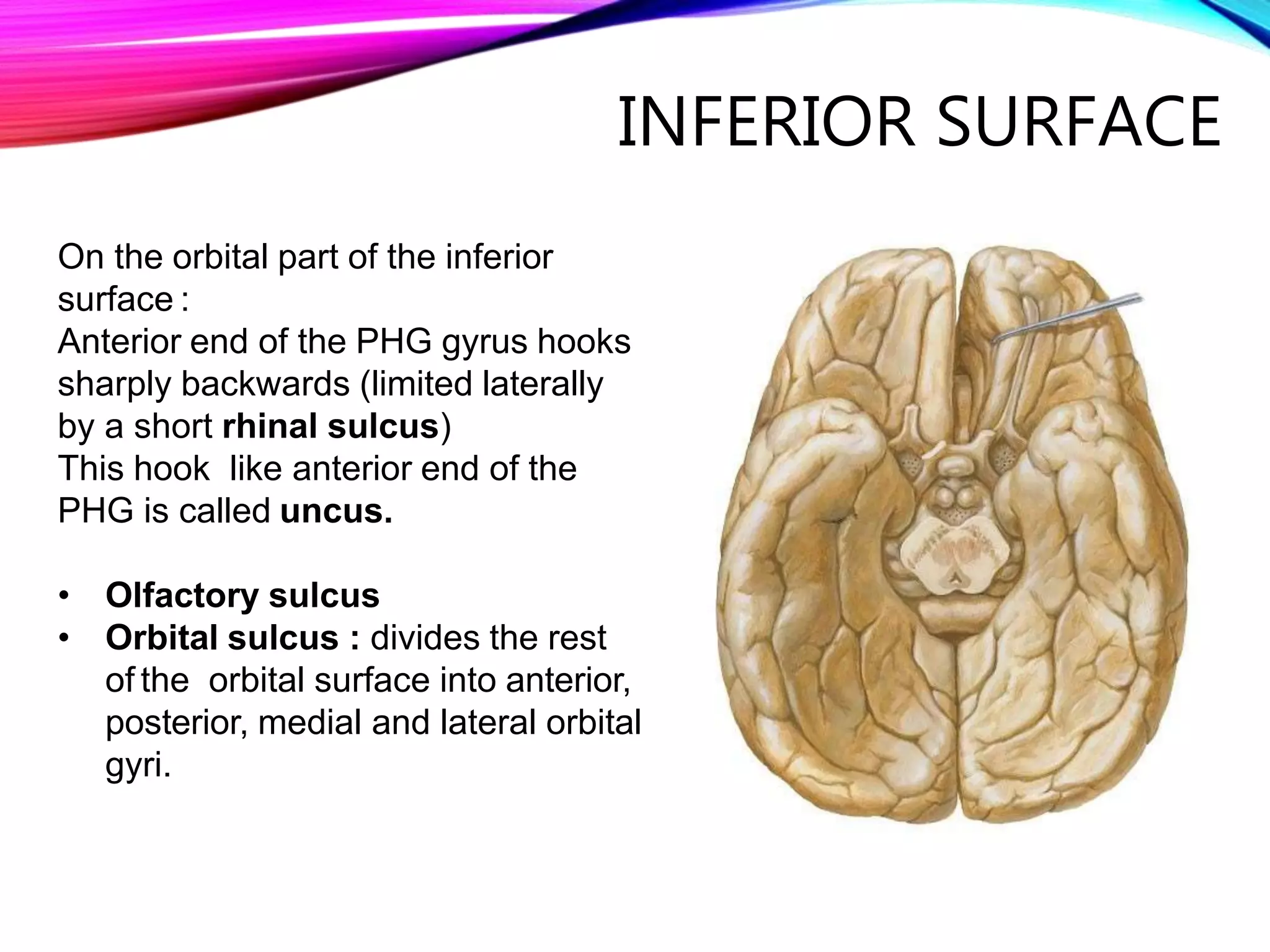 Gyri and Sulci of cerebrum | PPTX