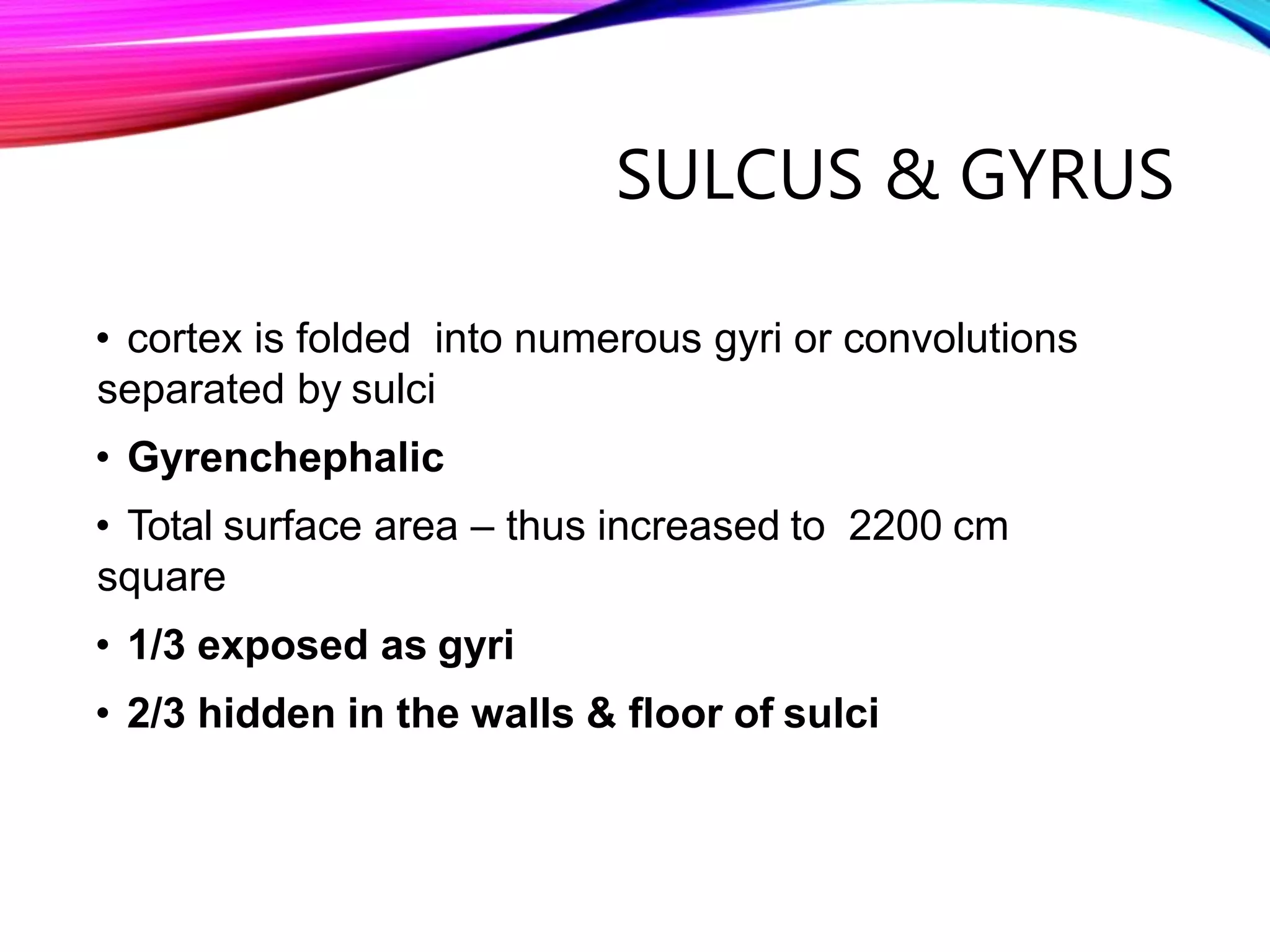 Gyri and Sulci of cerebrum | PPTX