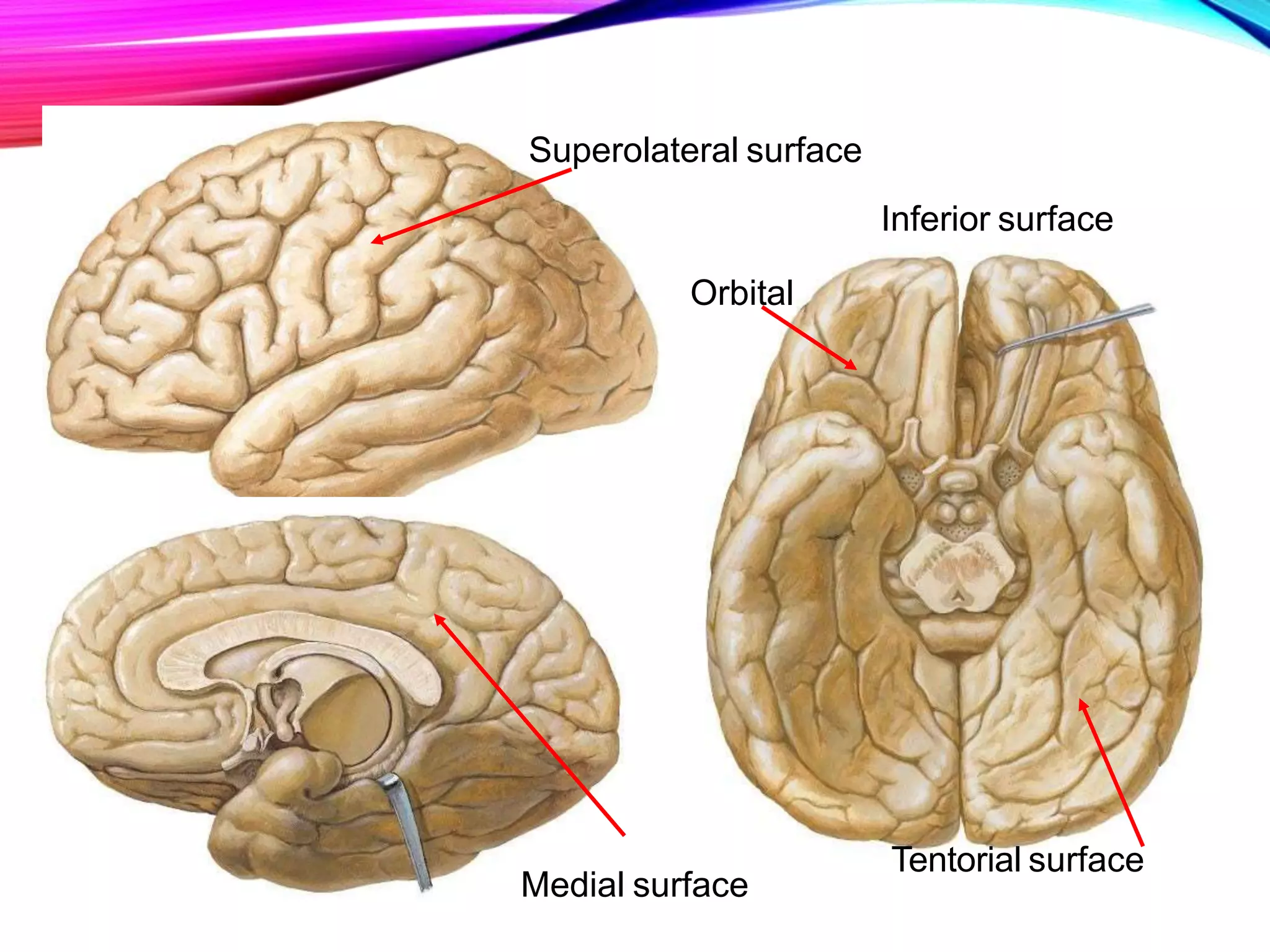 Gyri and Sulci of cerebrum | PPTX | Brain and Nervous System Disorders ...