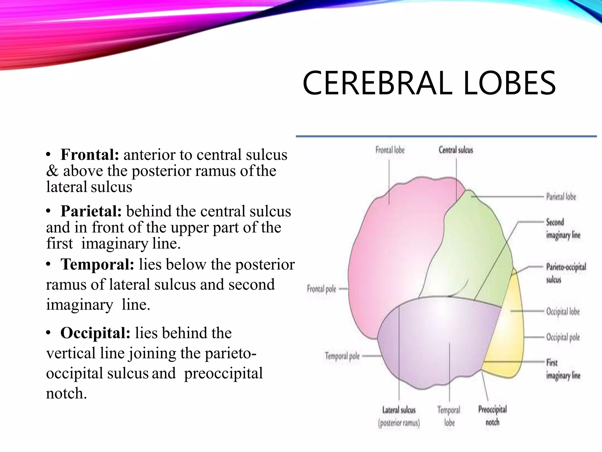 Gyri and Sulci of cerebrum | PPTX