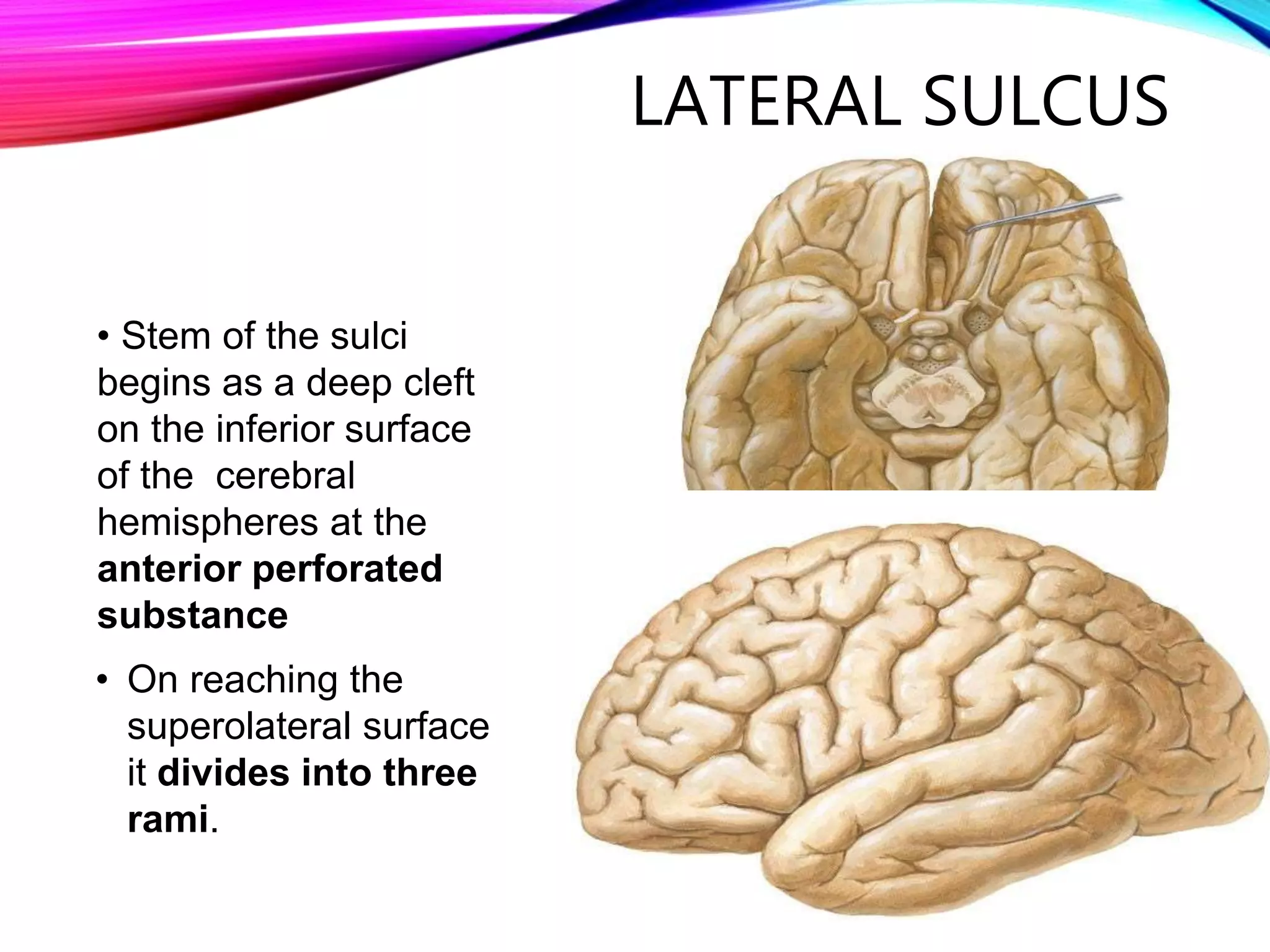 Gyri and Sulci of cerebrum | PPTX