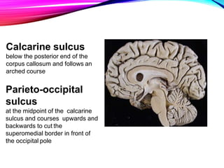 Gyri and Sulci of cerebrum | PPTX