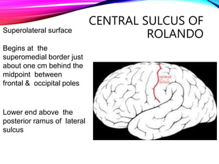 Gyri and Sulci of cerebrum | PPTX