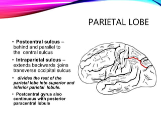 Intraparietal Sulcus