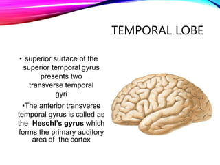 Transverse Temporal Sulcus