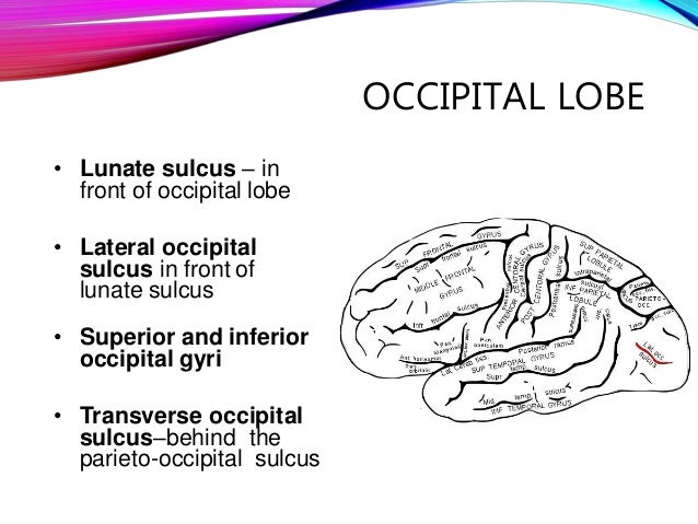Gyri and Sulci of cerebrum