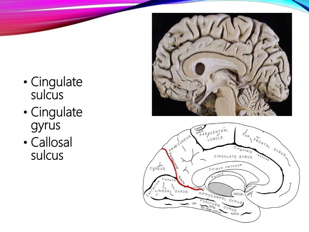 Gyri and Sulci of cerebrum