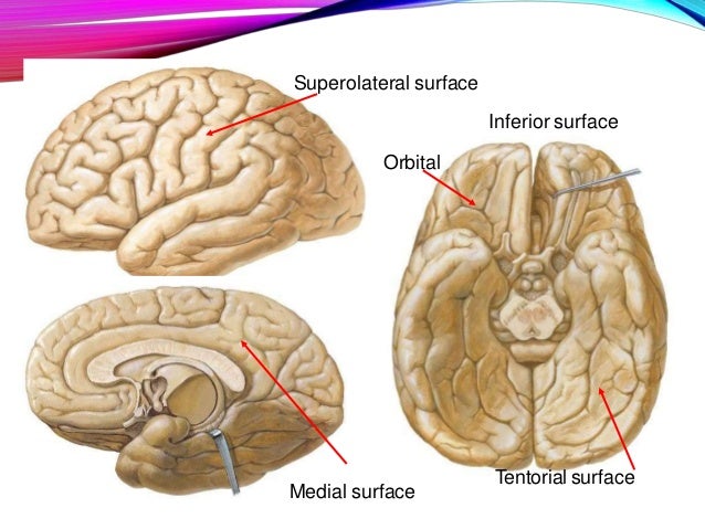 Gyri and Sulci of cerebrum