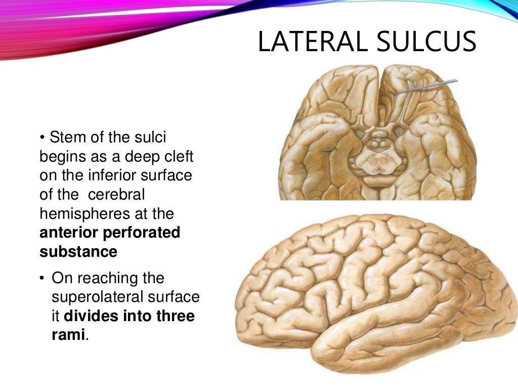Gyri and Sulci of cerebrum