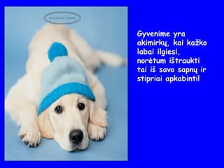 Gyvenimas | PPS