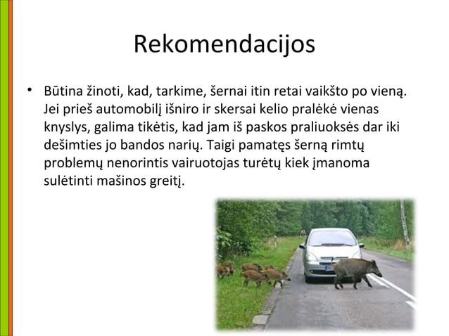 Gyvunai keliuose3 | PPT