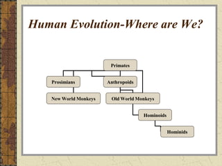 H.evolution honors final | PPT