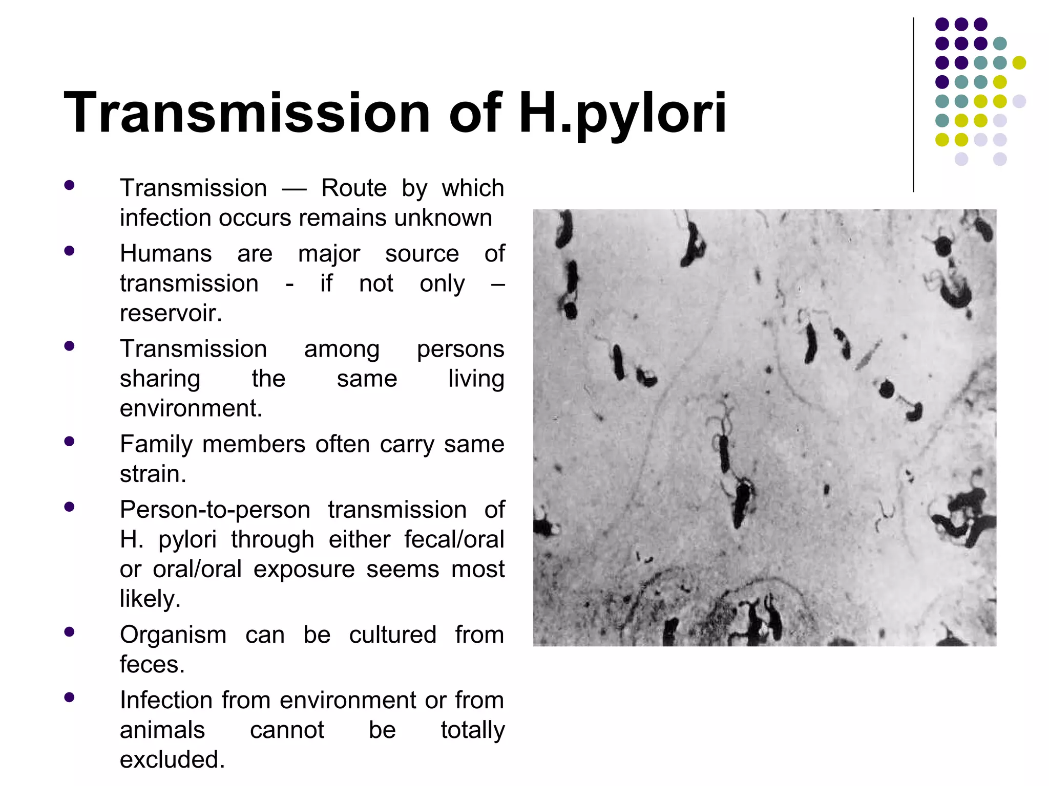 H. pylori | PPT