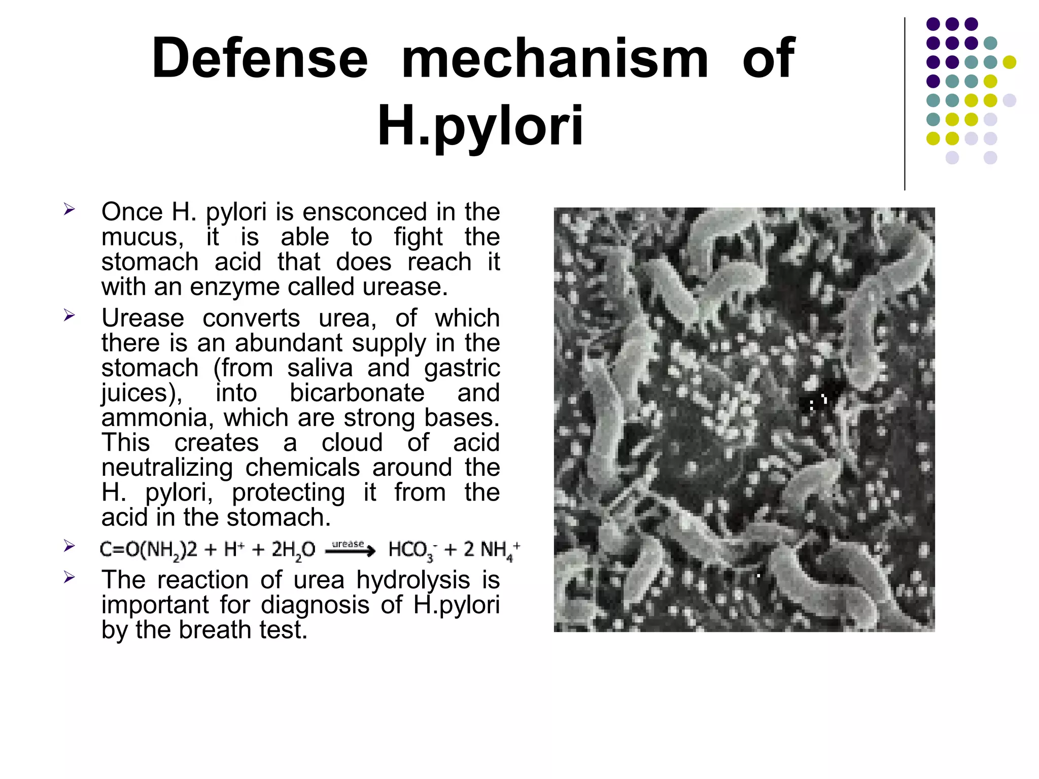 H. pylori | PPT