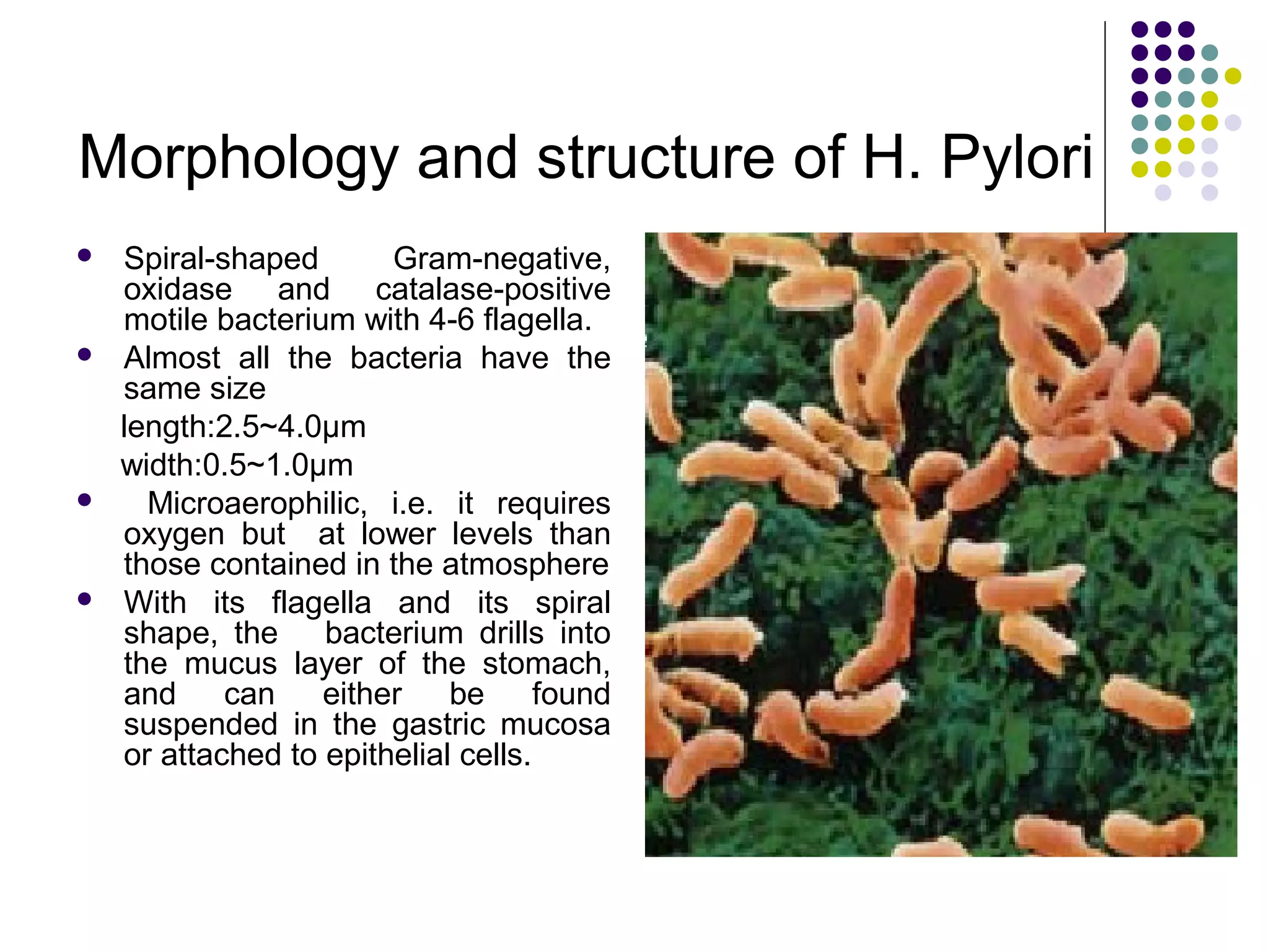 H. pylori | PPT