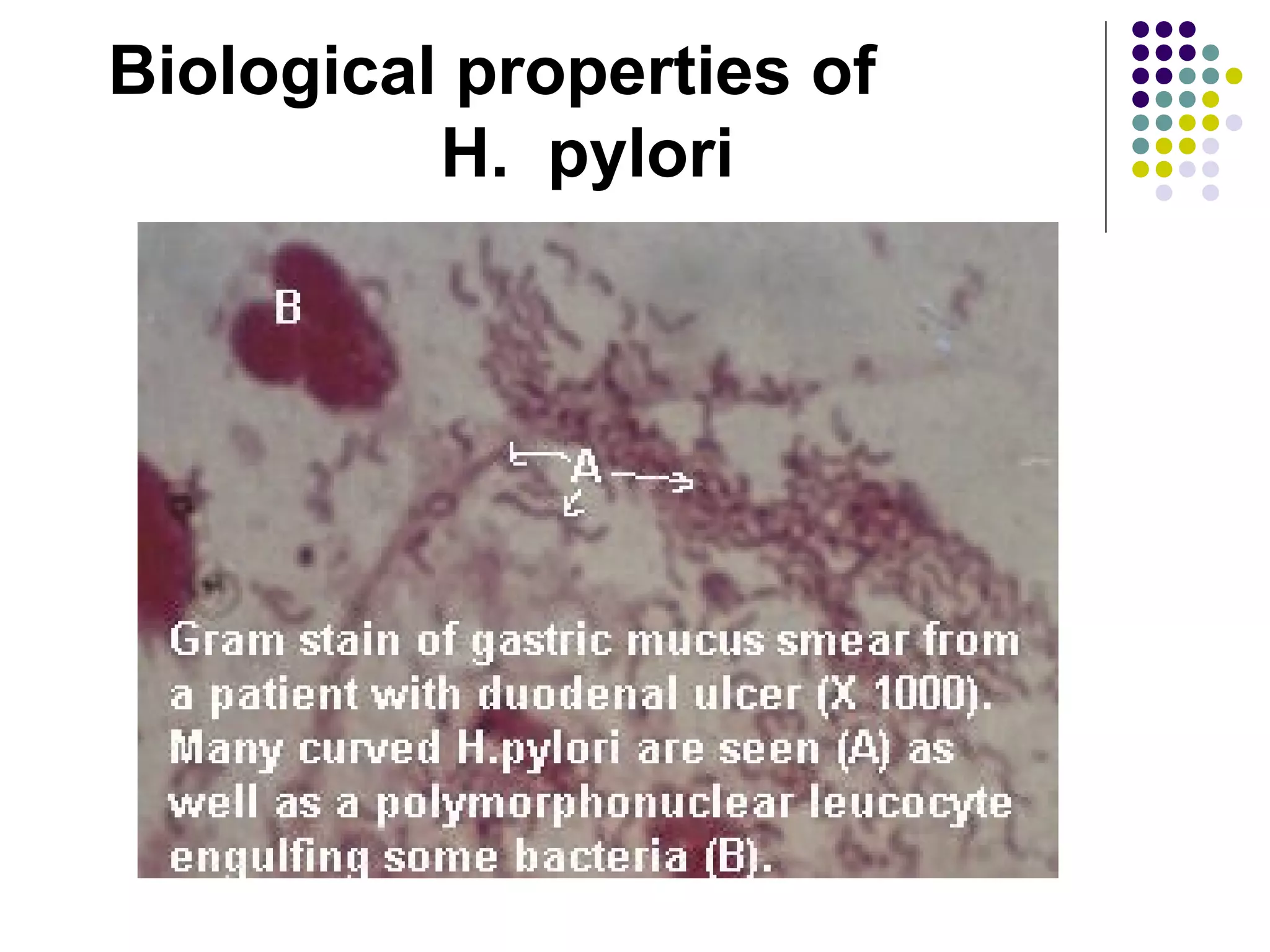 H. pylori | PPT
