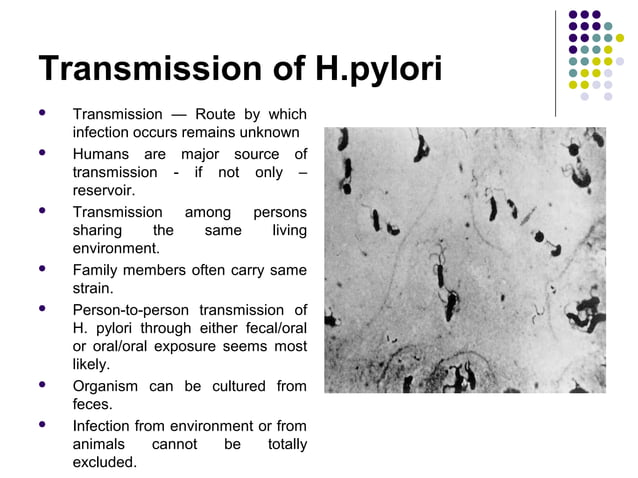 H. pylori | PPT | Digestive Disorders | Diseases and Conditions