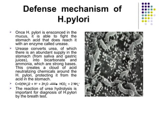 H. pylori | PPT