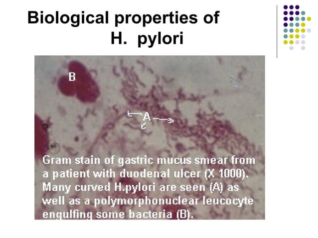 H. pylori | PPT | Digestive Disorders | Diseases and Conditions