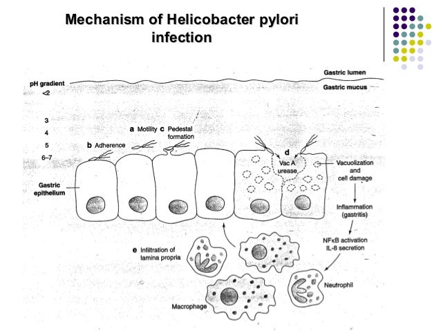 H. pylori
