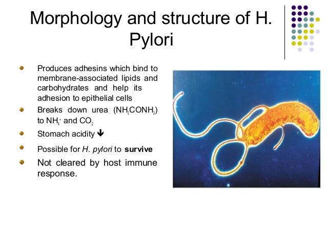 H. pylori