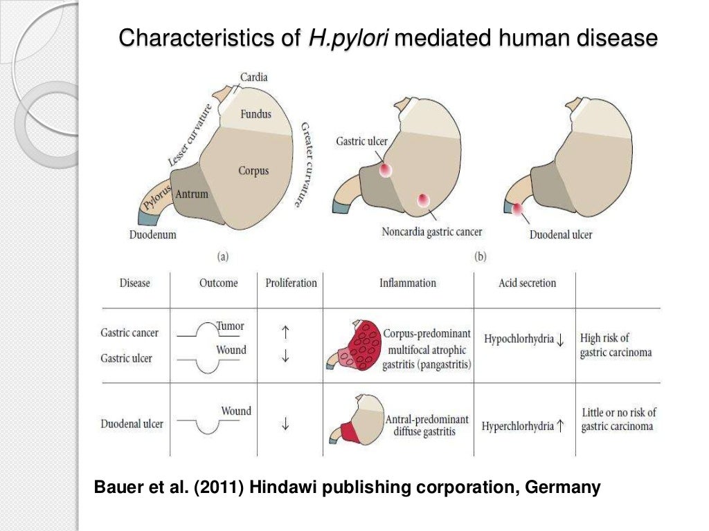 H.pylori - Transmission, Persistence, Clinical outcome