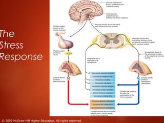 slides about stress management | PPT
