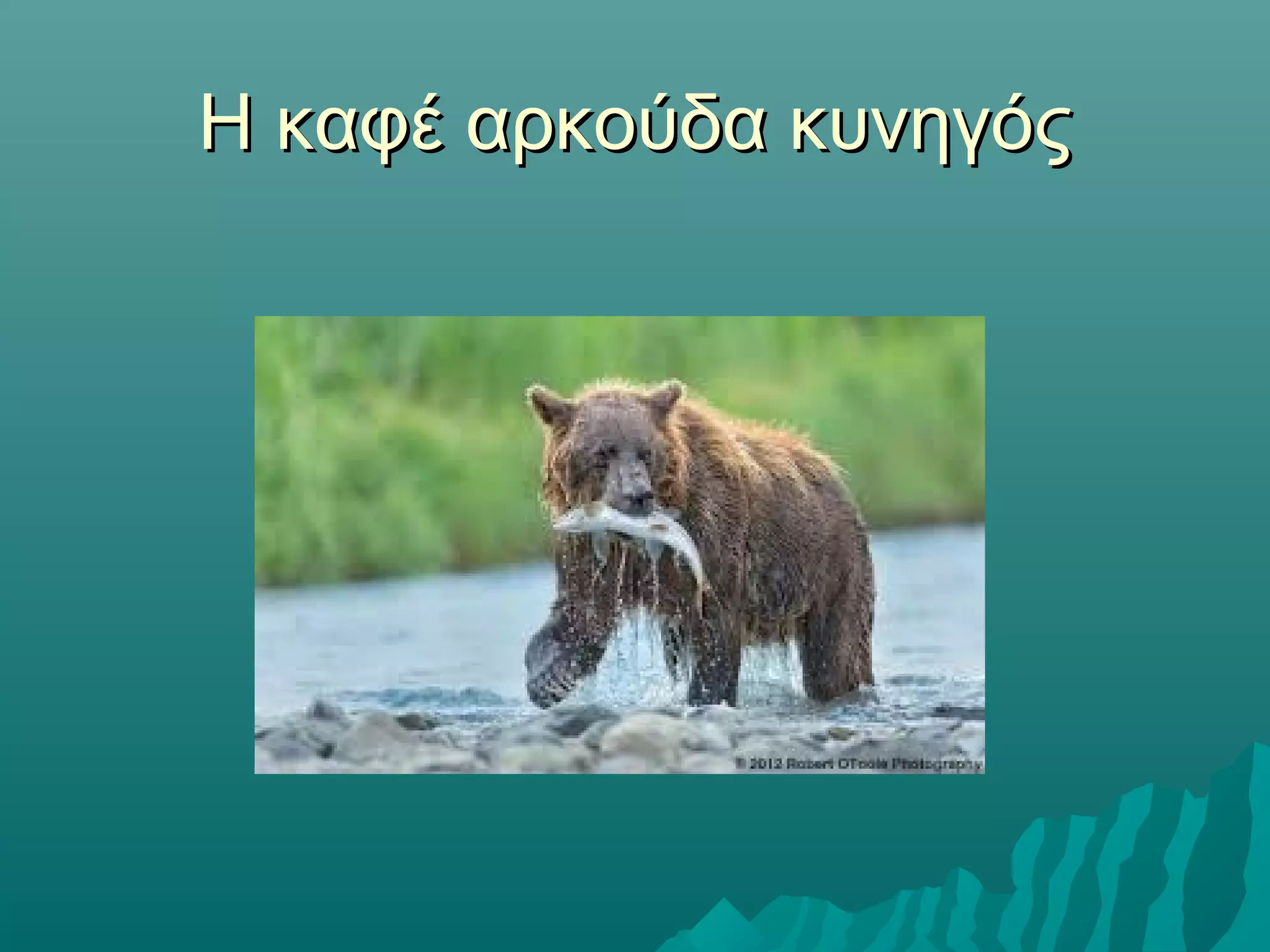 H καφε αρκουδα | PPT