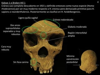 Homo rhodesiensis | PDF