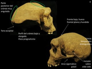 Homo rhodesiensis | PDF