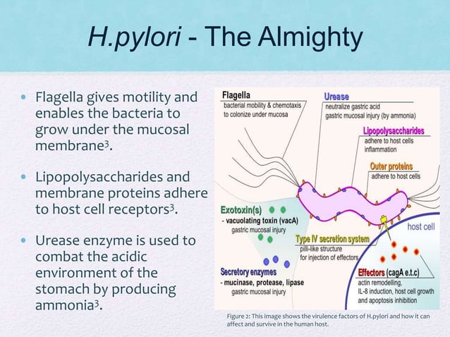How Helicobacter Pylori can cause gastric ulcerations and how this can ...