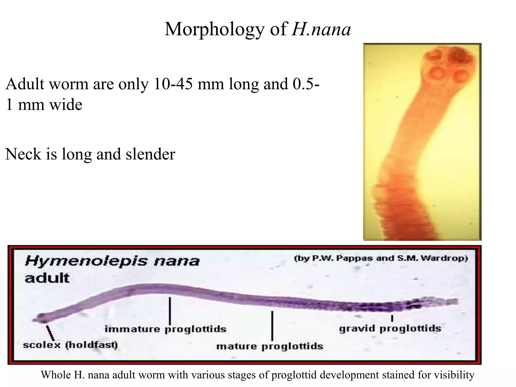 H.nana