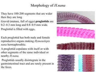 Hymenolepis Diminuta Proglottid