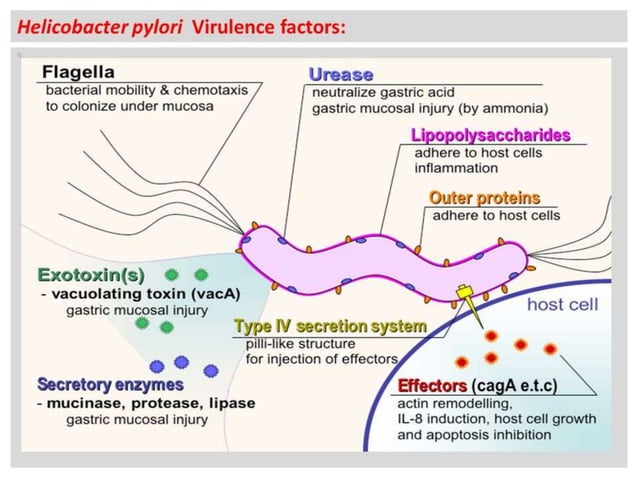 Helicobacter pylori and Peptic Ulcer disease | PPTX