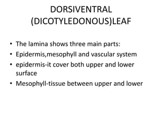 ANATOMY OF FLOWERING PLANTS | PPT