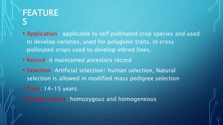 Pedigree Breeding Method | PPTX