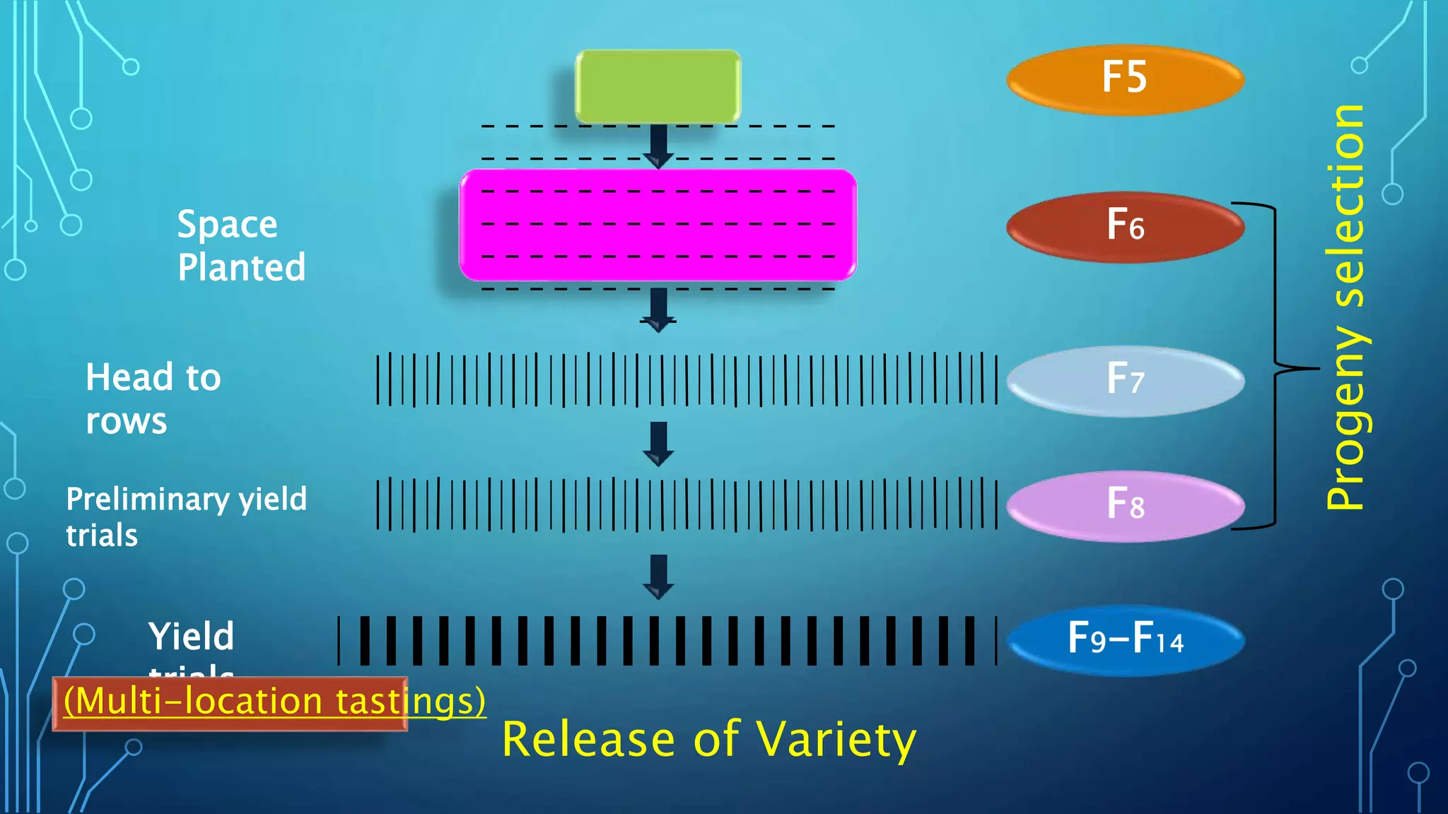 Bulk Breeding Method | PPTX