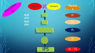 Bulk Breeding Method | PPTX