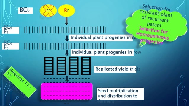 Back Cross Breeding Method | PPTX | Genetics | Science