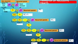 Back Cross Breeding Method | PPTX