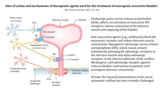 Anticholinergic and Mirabegron in Detrusor Overactivity | PPT