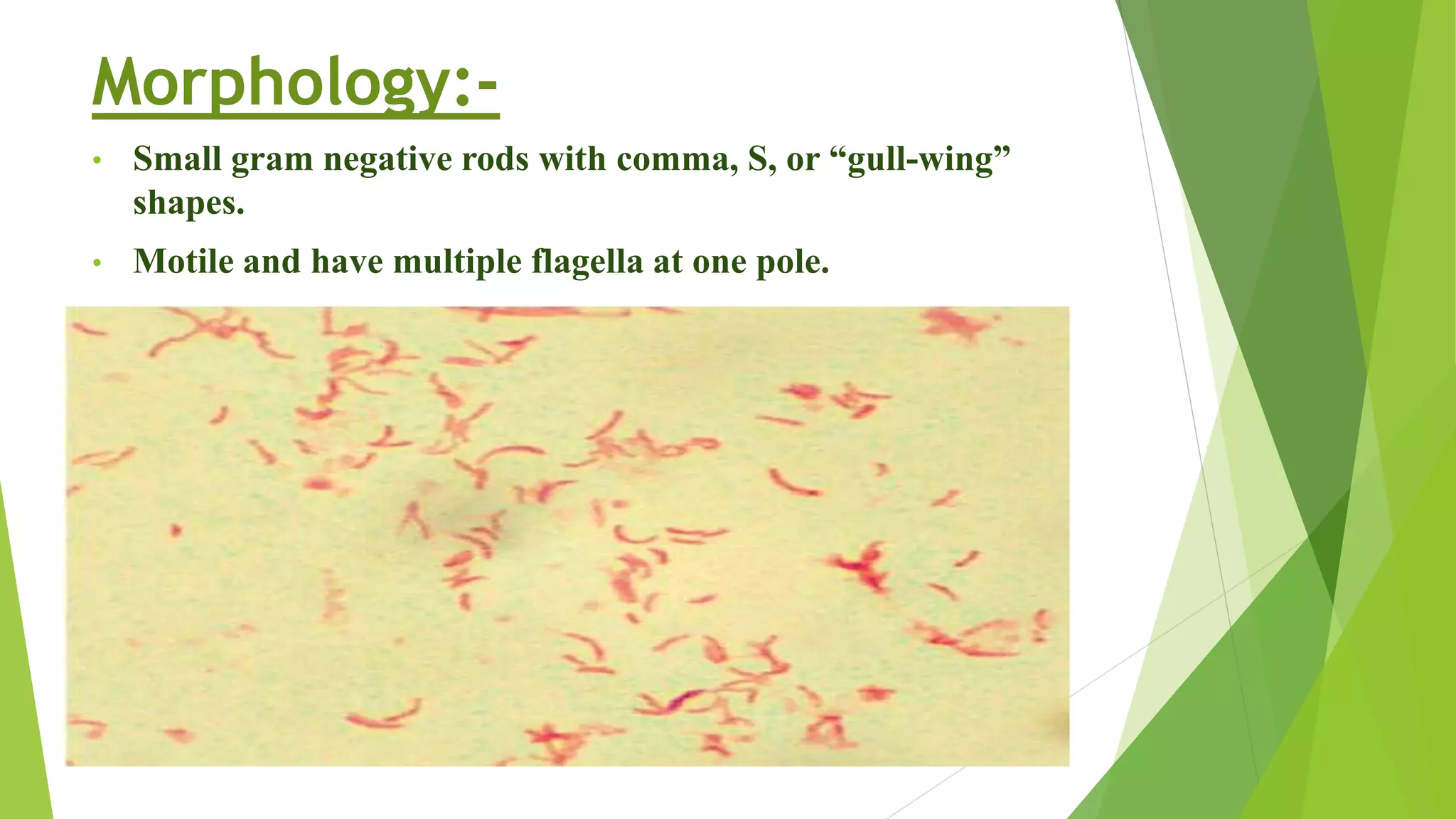 Helicobacter Pylori & Campylobacter bacteria. | PPT | Free download