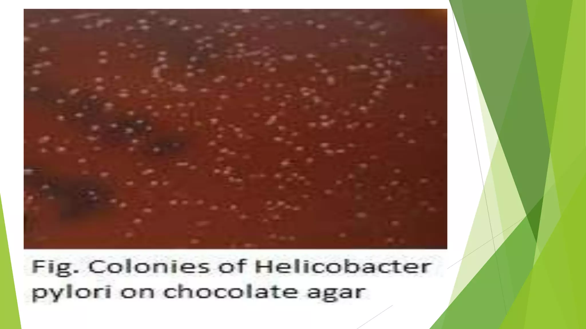 Helicobacter Pylori & Campylobacter bacteria. | PPT | Free download