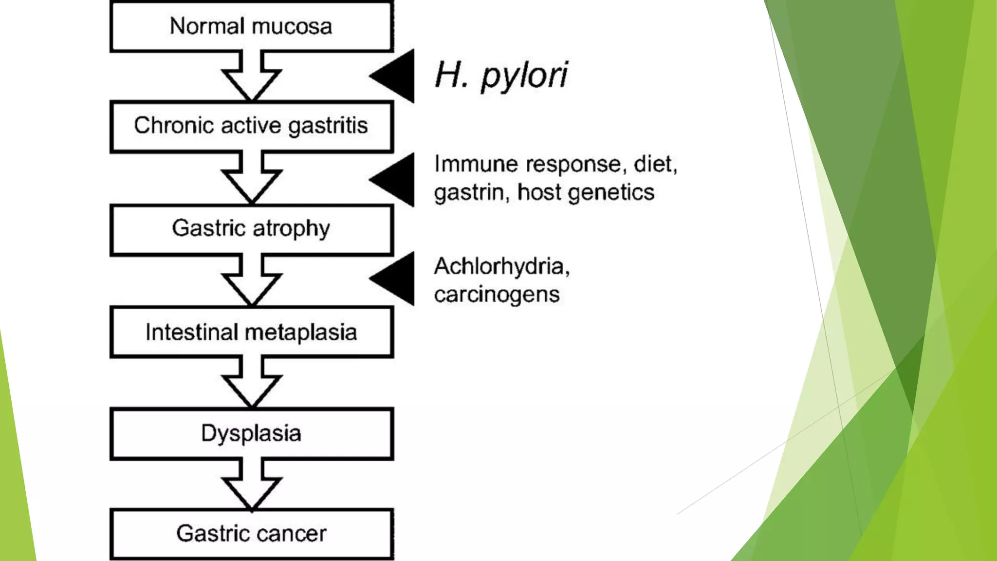 Helicobacter Pylori & Campylobacter bacteria. | PPT | Free download
