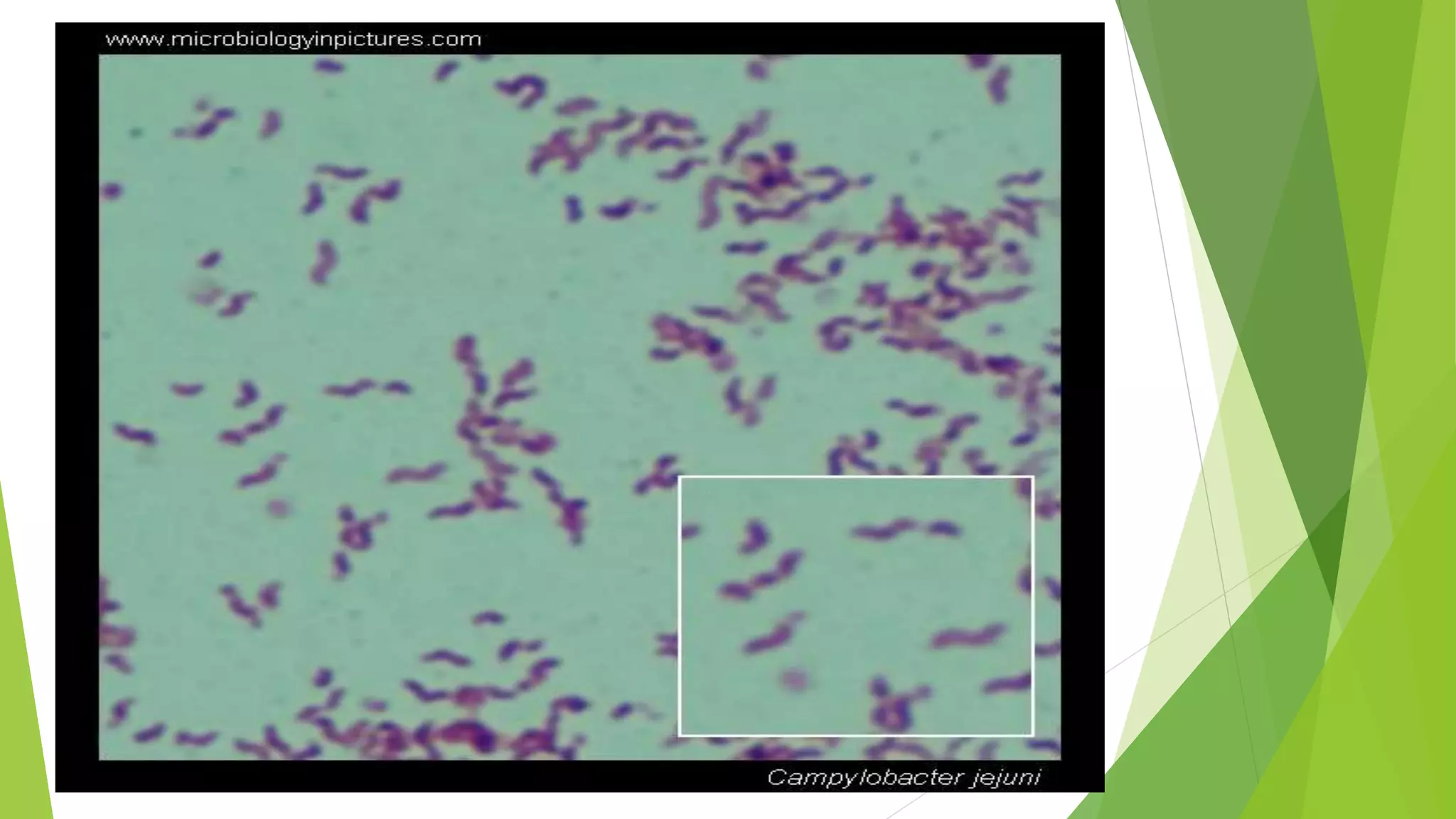 Helicobacter Pylori & Campylobacter bacteria. | PPT