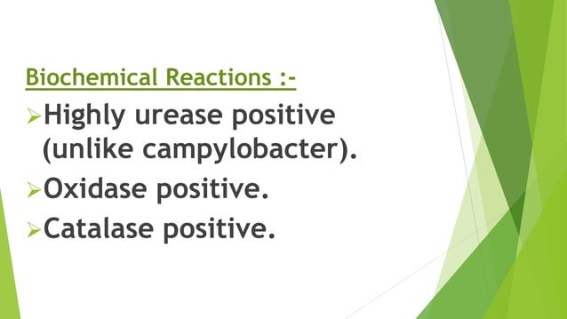 Helicobacter Pylori & Campylobacter bacteria. | PPT | Free download